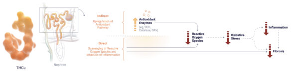 Our Approach - Renibus Therapeutics